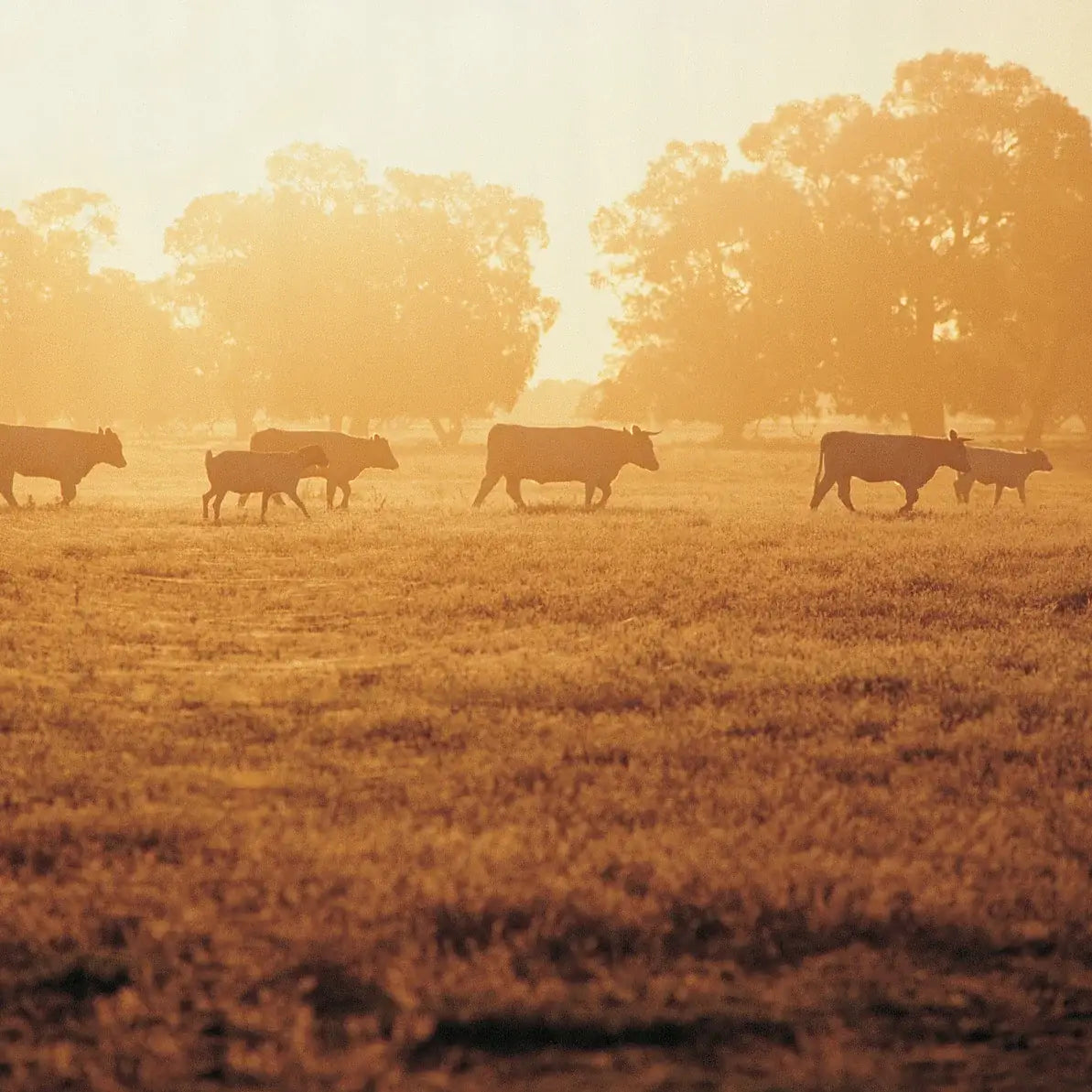 Buy Beef Online | Quality Beef Cuts | 100% Australian Beef – Page 2 ...